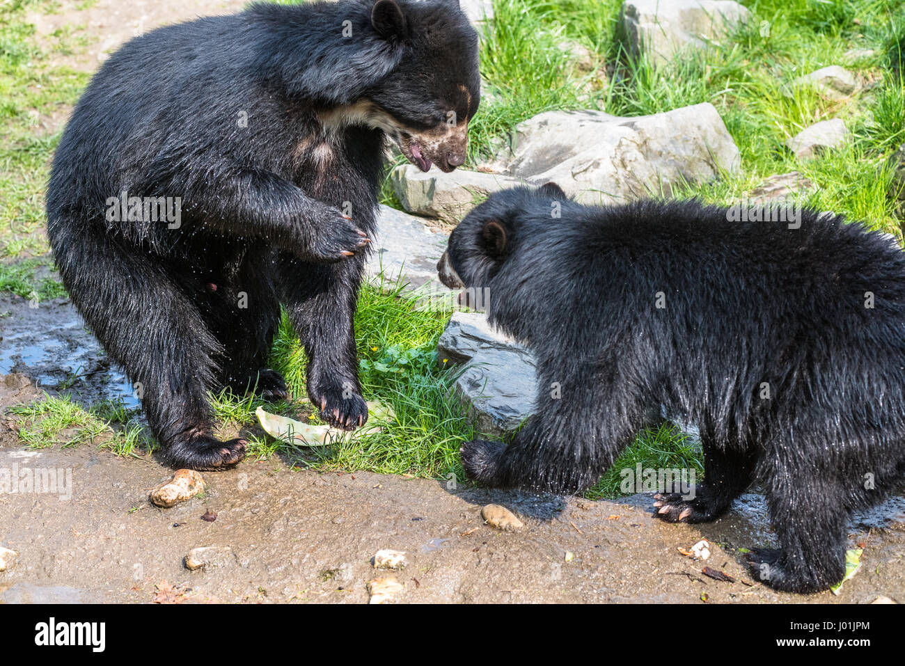 Black bear cubs fighting hi-res stock photography and images - Alamy
