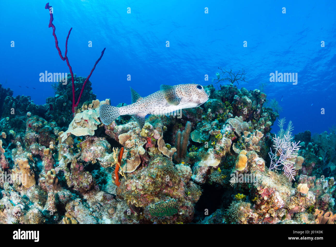 Egypt red sea porcupine fish hi-res stock photography and images - Alamy