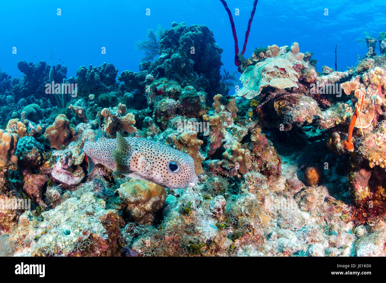 Porcupine Fish on a tropical coral reef Stock Photo - Alamy