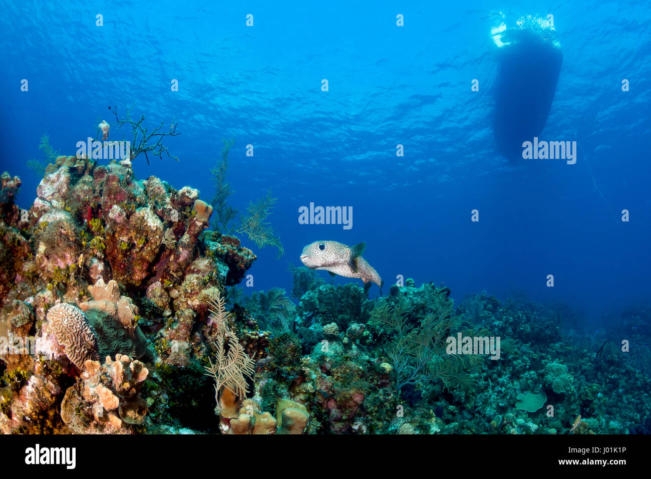 Egypt red sea porcupine fish hi-res stock photography and images - Alamy
