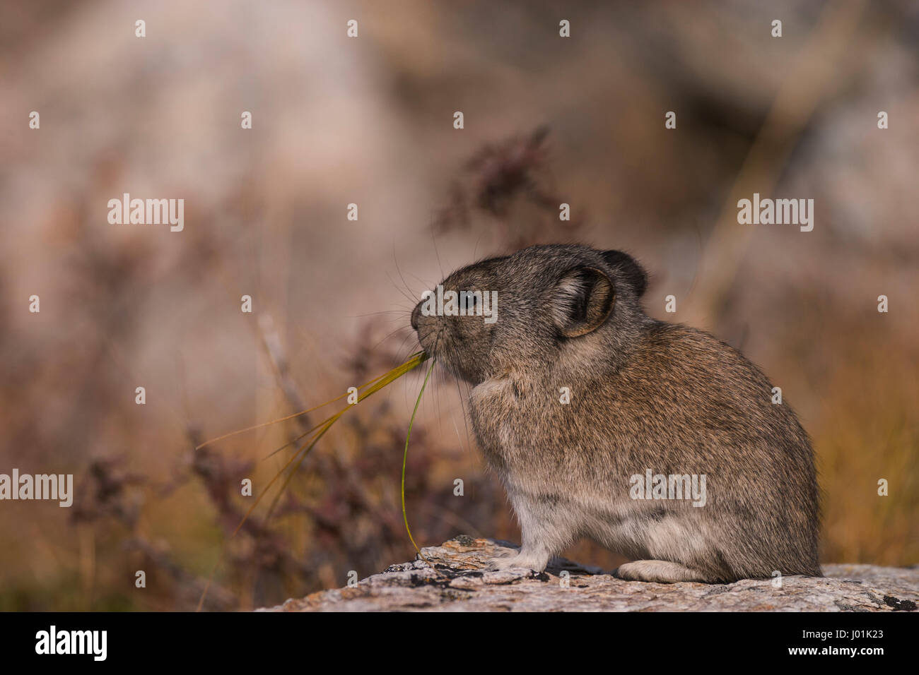 Collared Pika (Ochotona collaris) perched upon a rock, eating grass ...