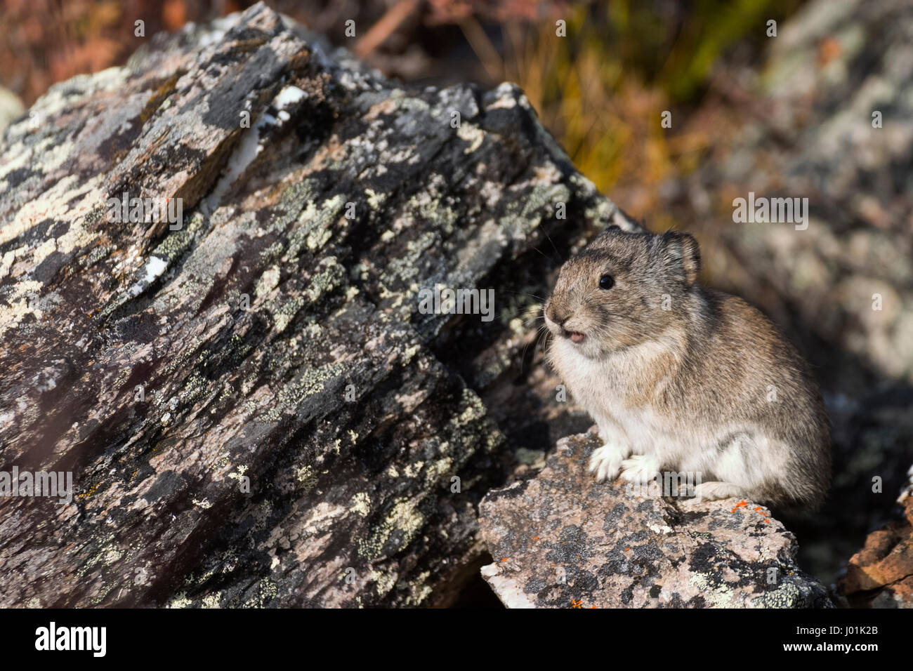 Pika family hi-res stock photography and images - Alamy
