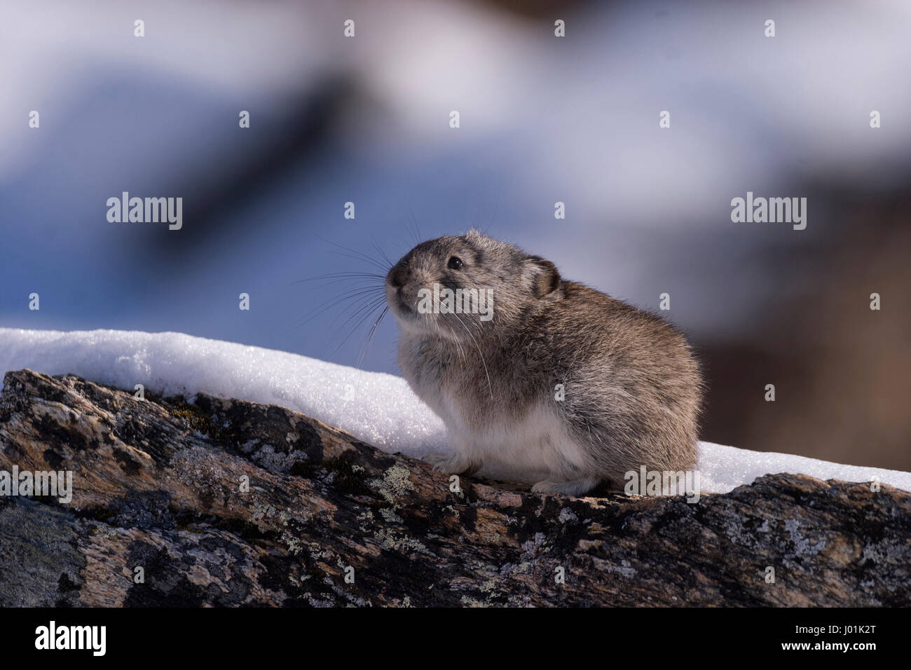 Collared Pika (Ochotona collaris) portrait, o n a rock, snow in ...