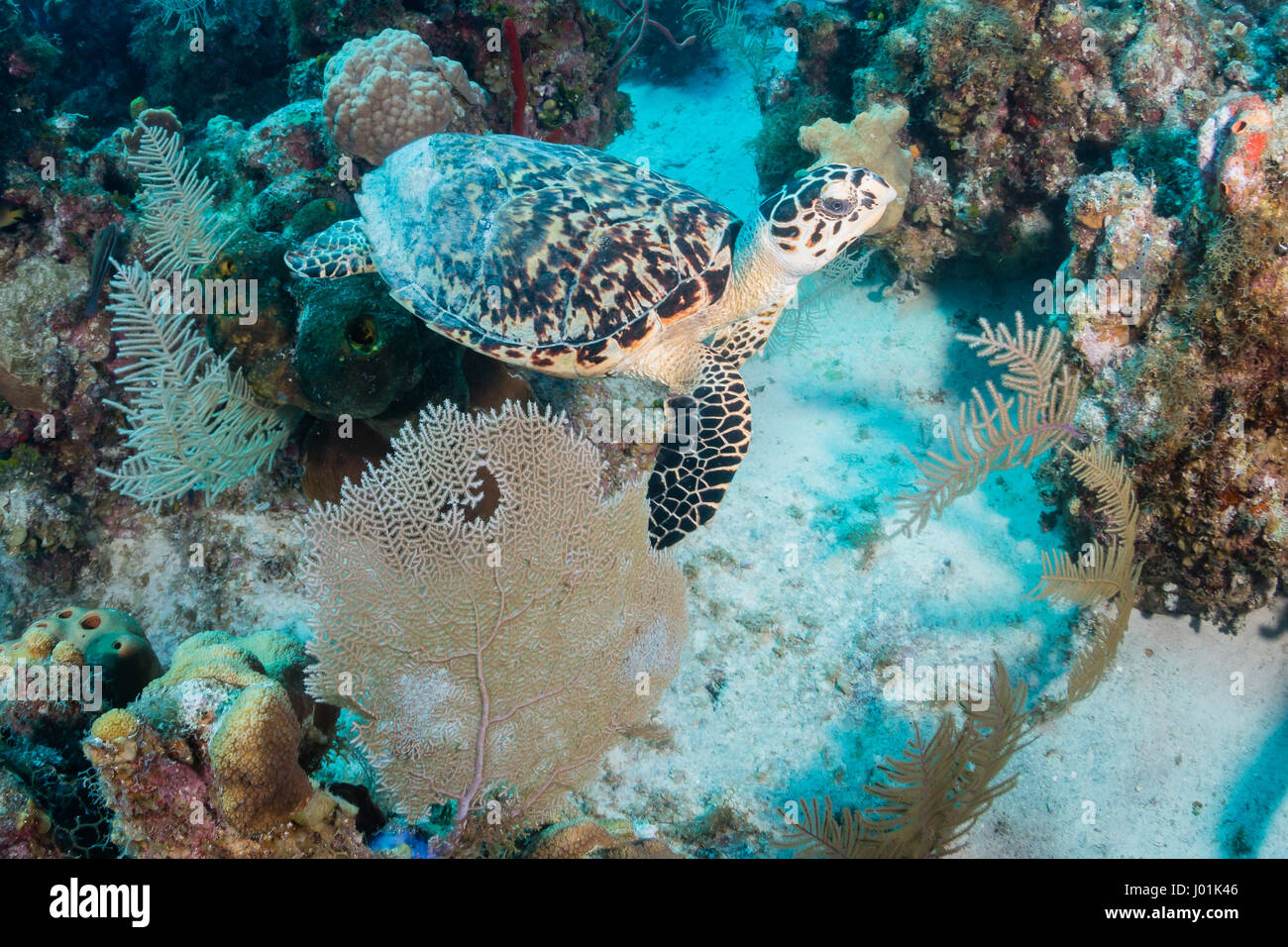 Hawksbill Sea Turtle on a Tropical Coral Reef Stock Photo - Alamy