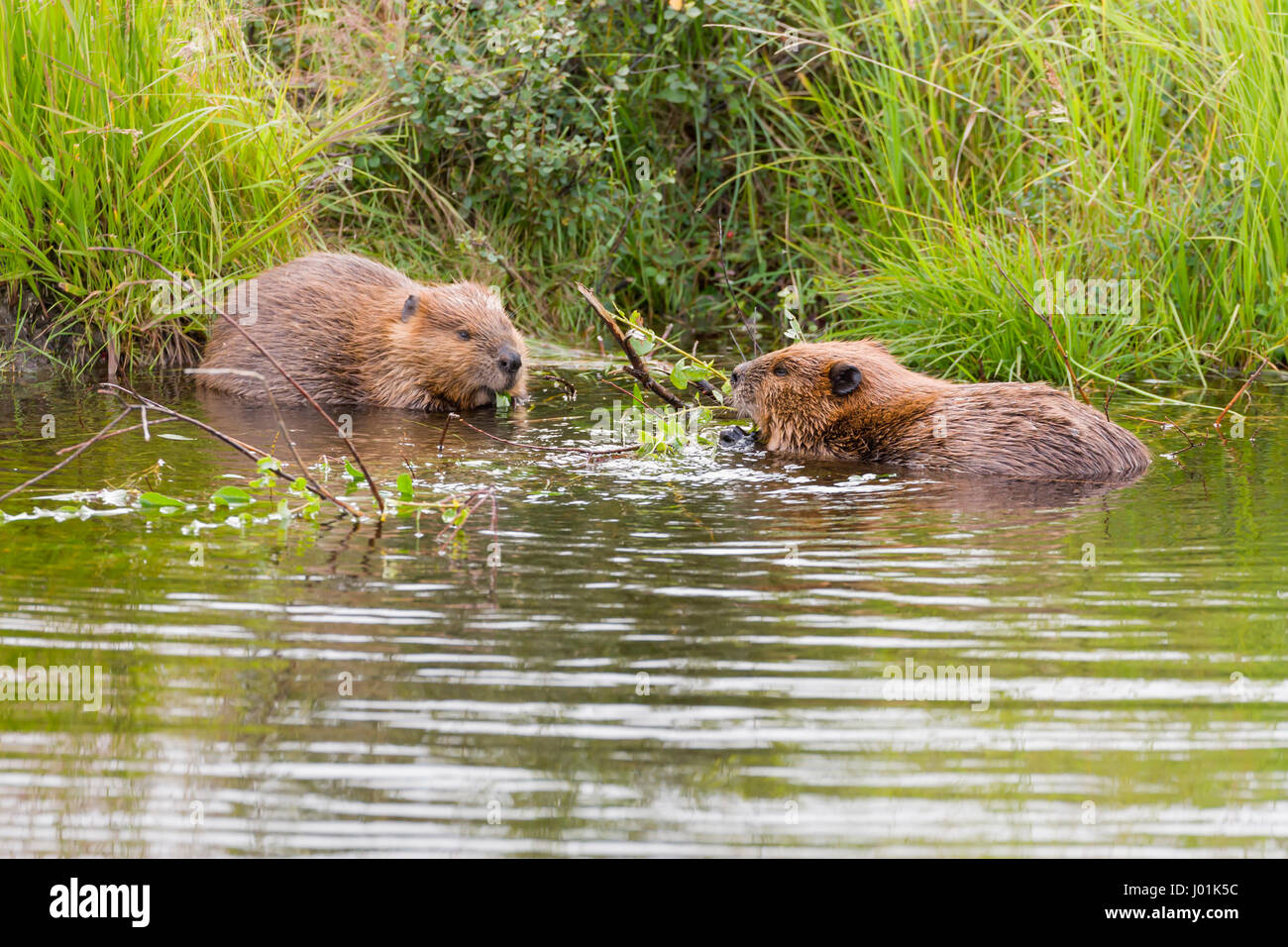 American Beaver (Castor canadensis) two beavers interacting, Wonder ...