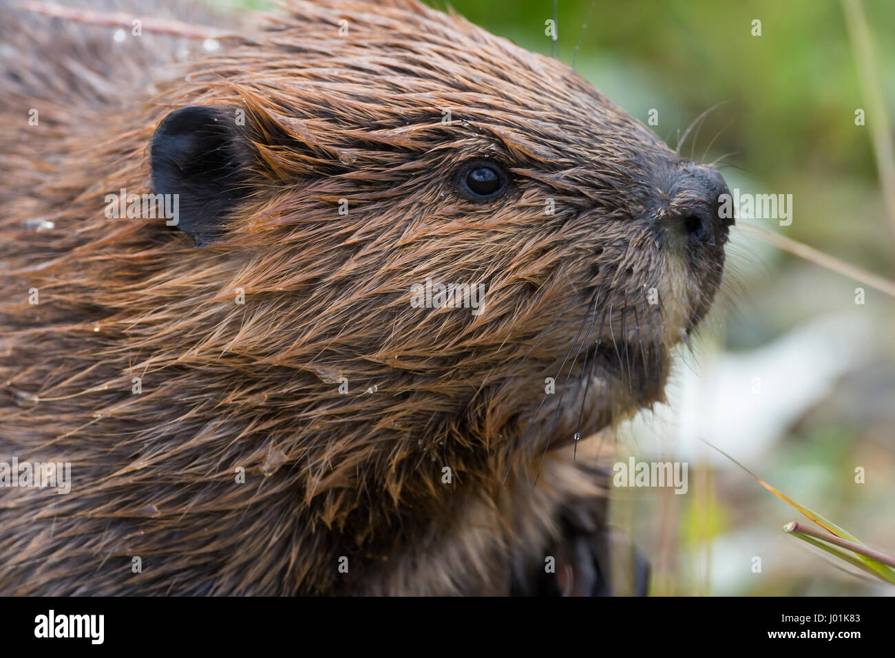 American Beaver (Castor canadensis) portrait, Denali NP, AK, USA Stock ...