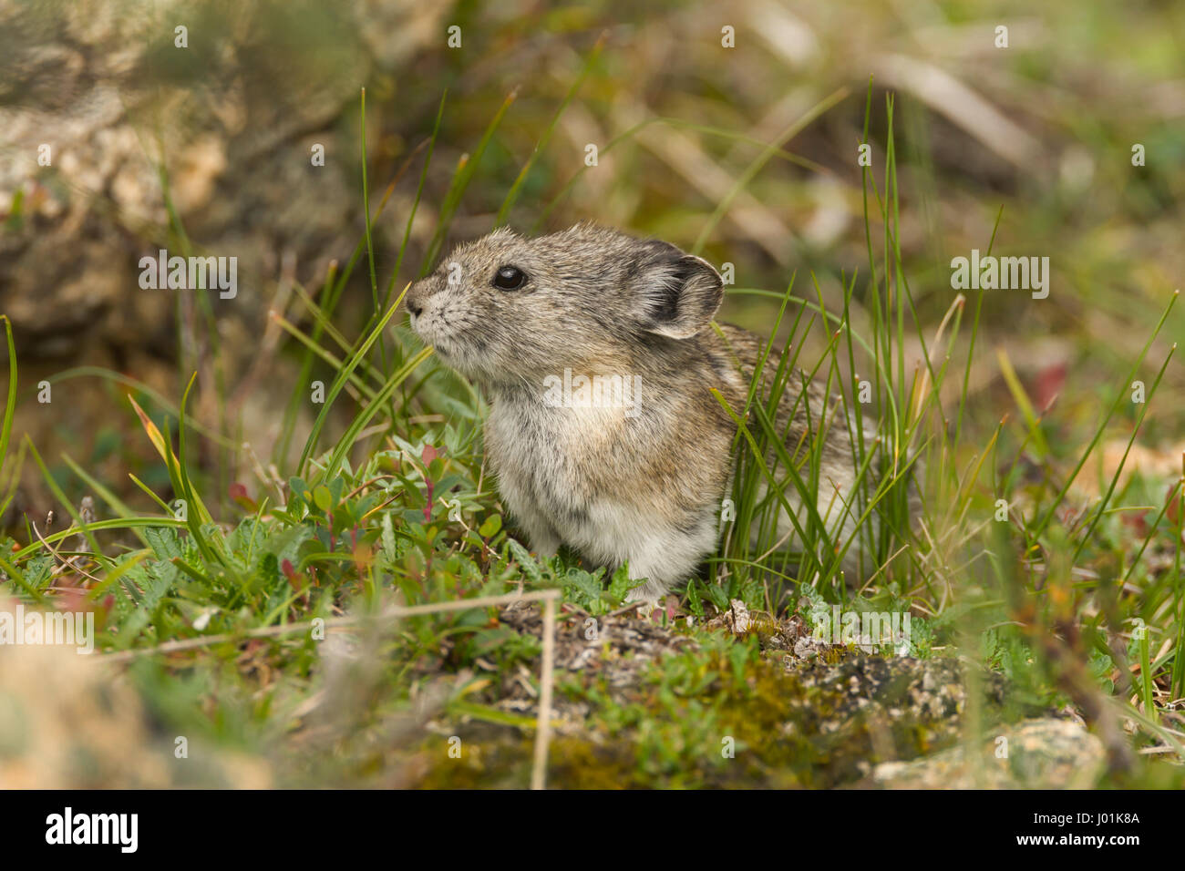 Collared pika alaska hi-res stock photography and images - Alamy
