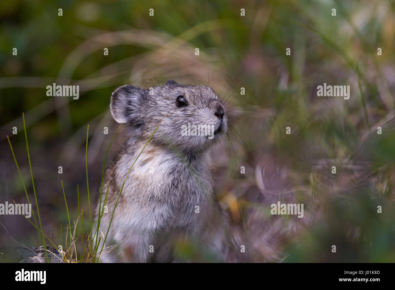 Collared Pika (Ochotona collaris) on alert, Denali NP, AK, USA Stock ...