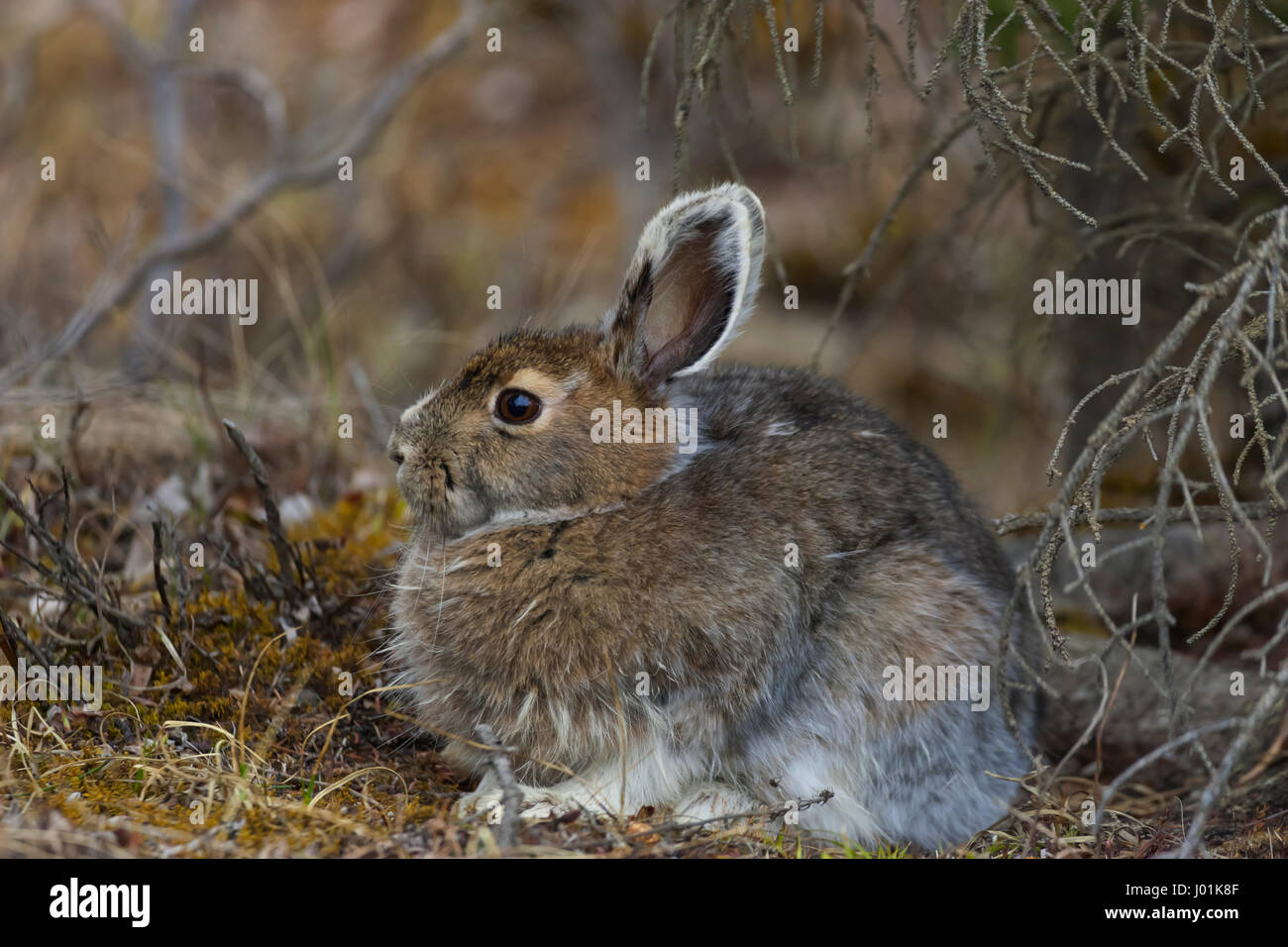 Snowshoe Hare High Resolution Stock Photography and Images - Alamy