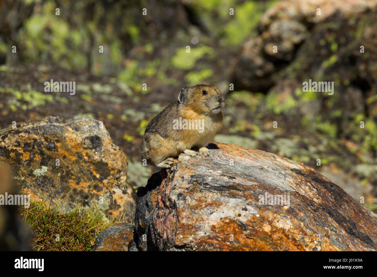 American Pika (Ochotona princeps) perched on a rock, Rocky Mountain NP ...