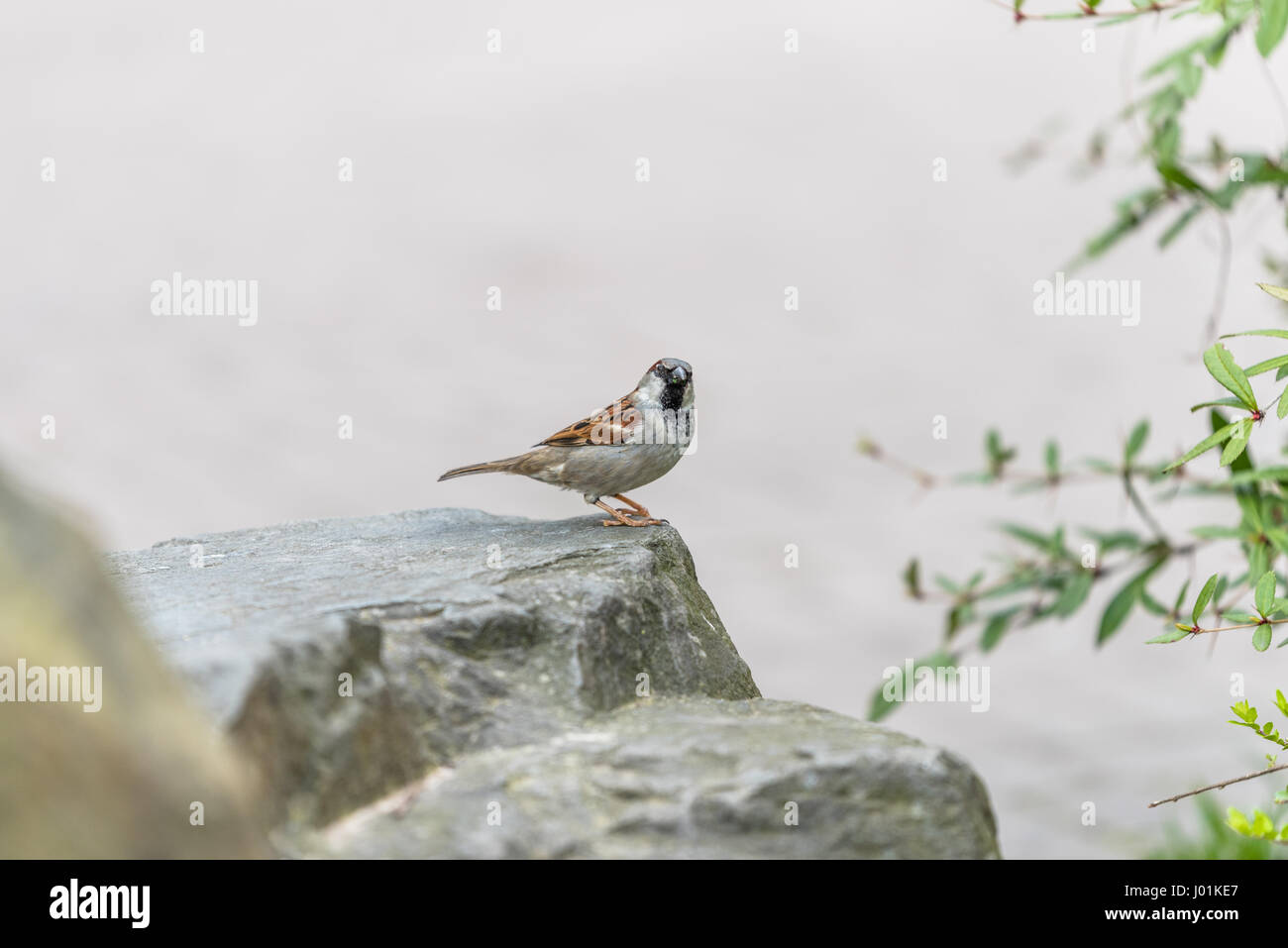 Wild European hummingbird sitting on a tree in a zoo Stock Photo - Alamy
