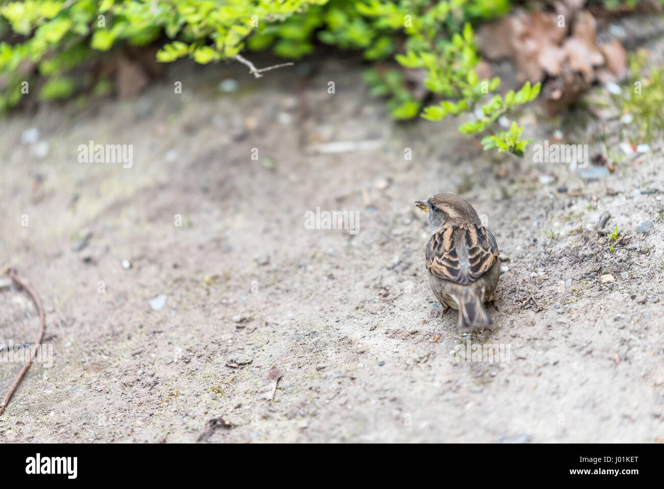 Wild European hummingbird sitting on a tree in a zoo Stock Photo - Alamy