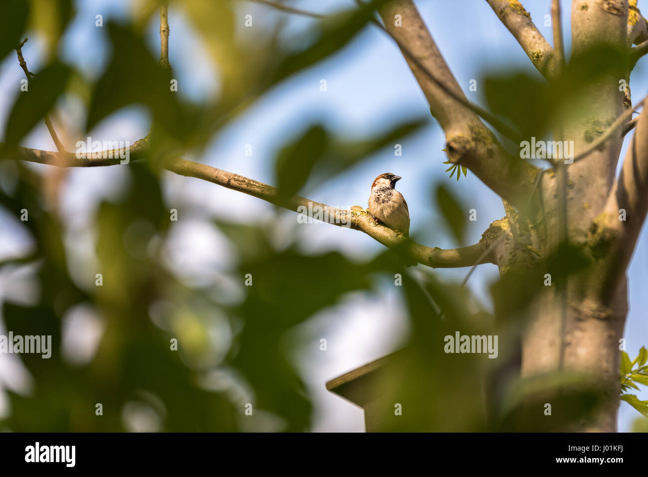 Wild European hummingbird sitting on a tree in a zoo Stock Photo - Alamy