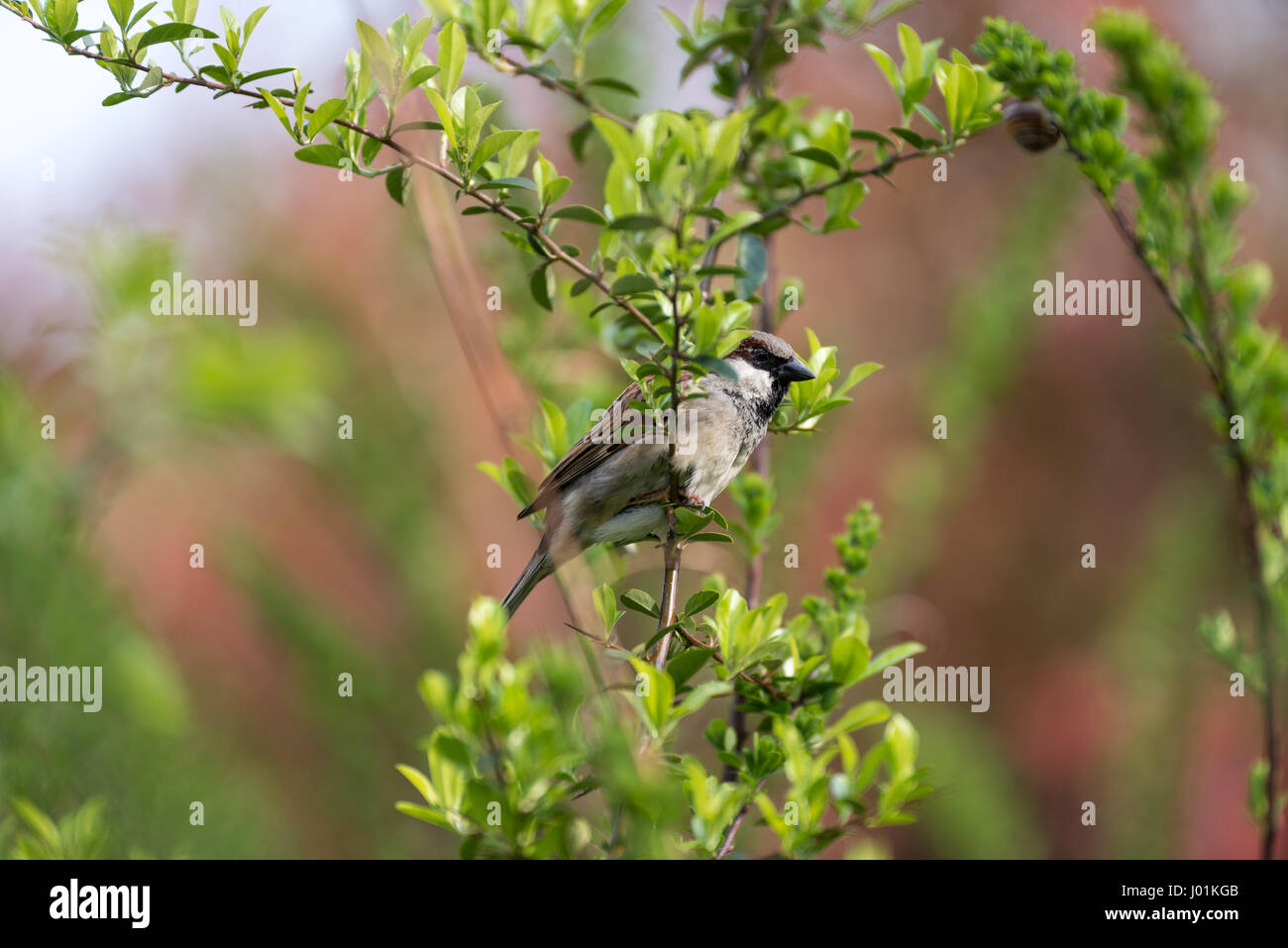 Wild European hummingbird sitting on a tree in a zoo Stock Photo - Alamy