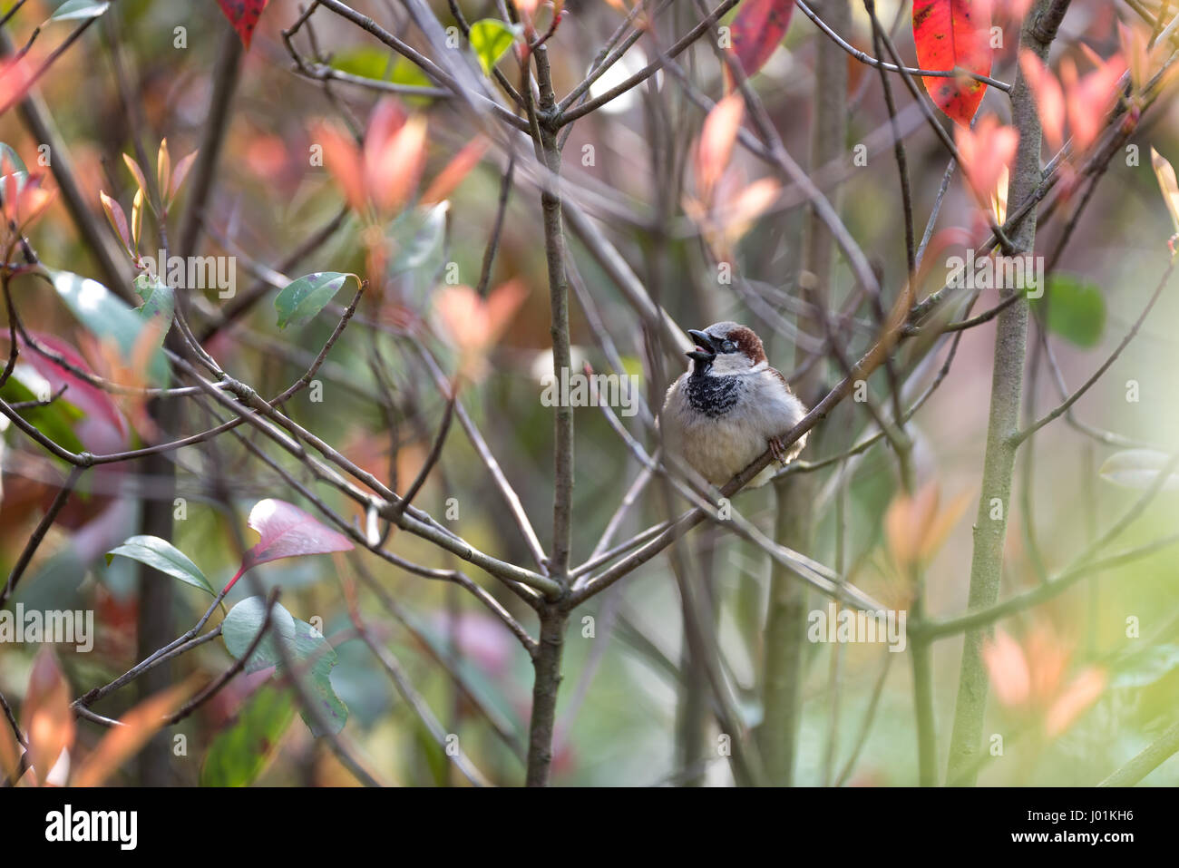 Wild European hummingbird sitting on a tree in a zoo Stock Photo - Alamy
