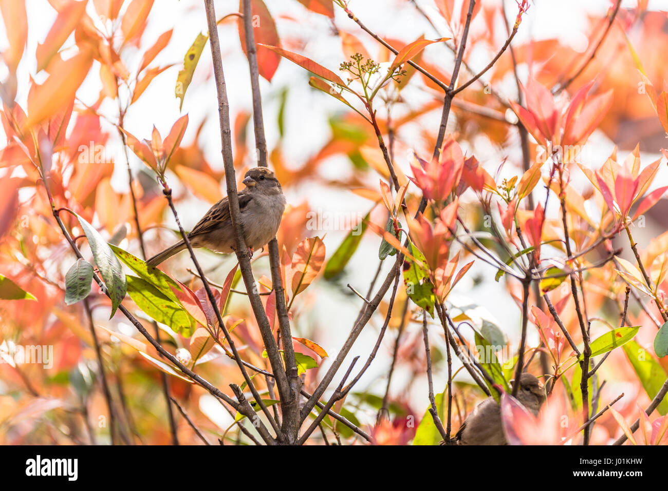 Wild European hummingbird sitting on a tree in a zoo Stock Photo - Alamy