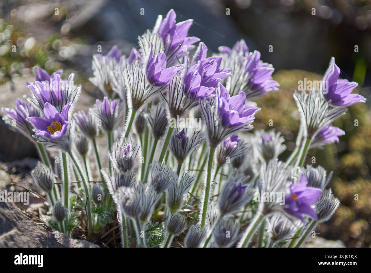 Pasque flowers sunlit Pulsatilla halleri Stock Photo - Alamy
