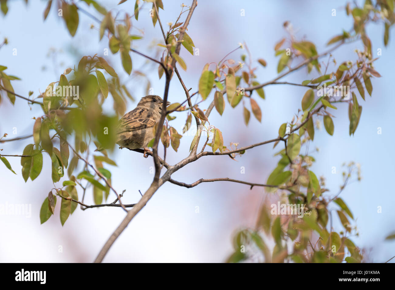 Wild European hummingbird sitting on a tree Stock Photo - Alamy