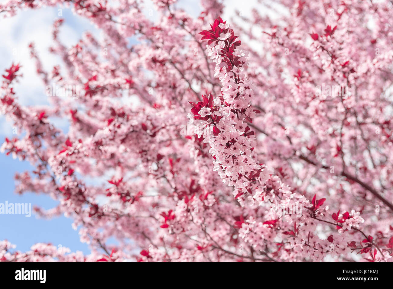 Blooming tree with pink flowers. Spring color on the decorative tree ...