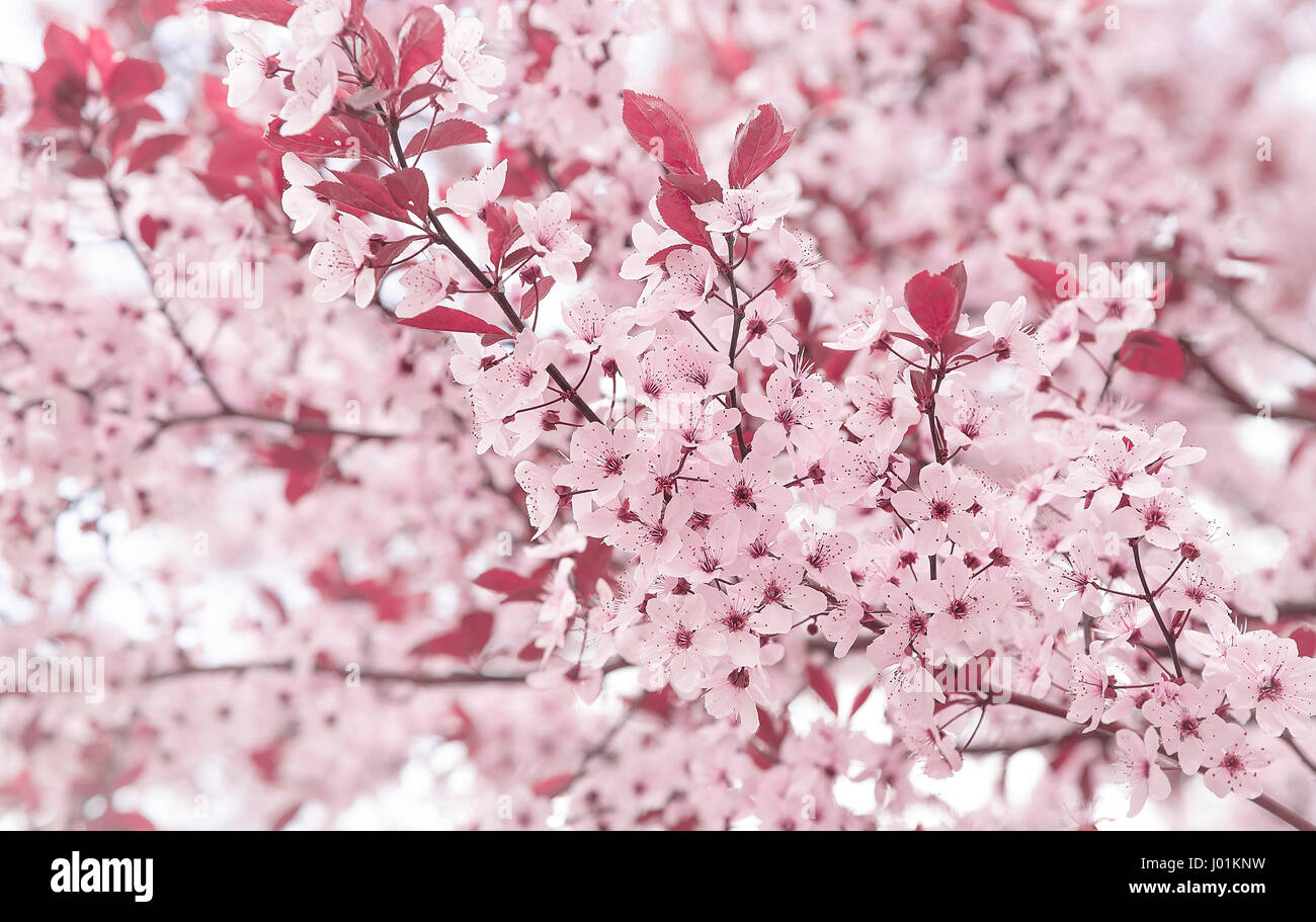Blooming tree with pink flowers. Spring color on the decorative tree ...