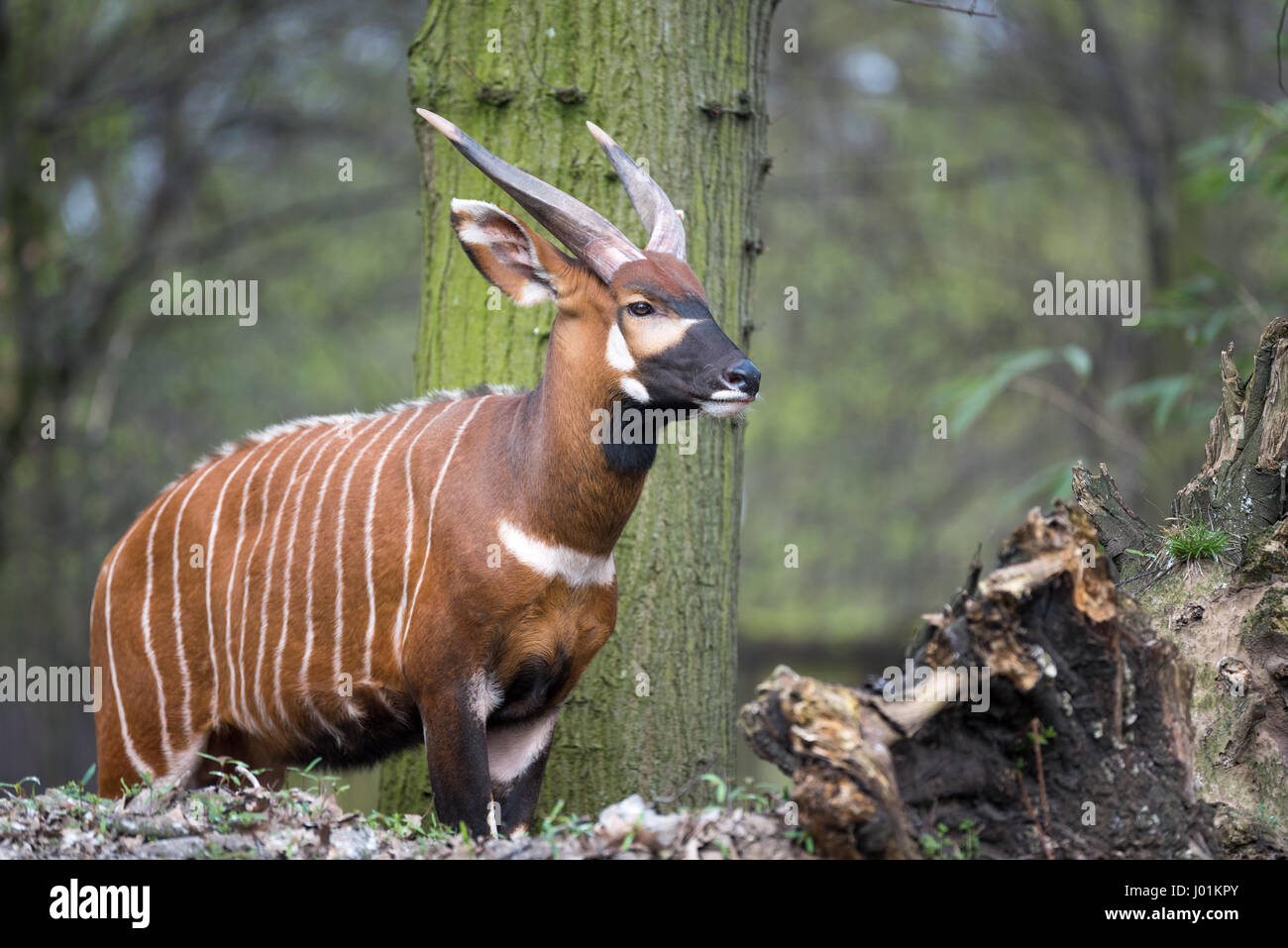 Horned African animal scanning its surroundings for danger Stock Photo ...