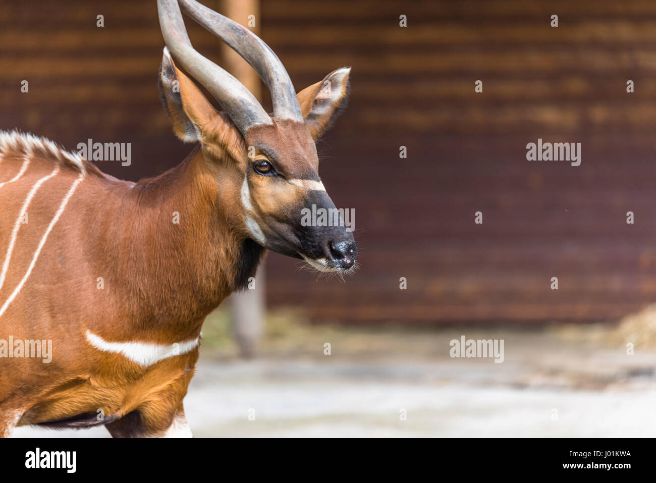 Horned African animal scanning its surroundings for danger Stock Photo ...