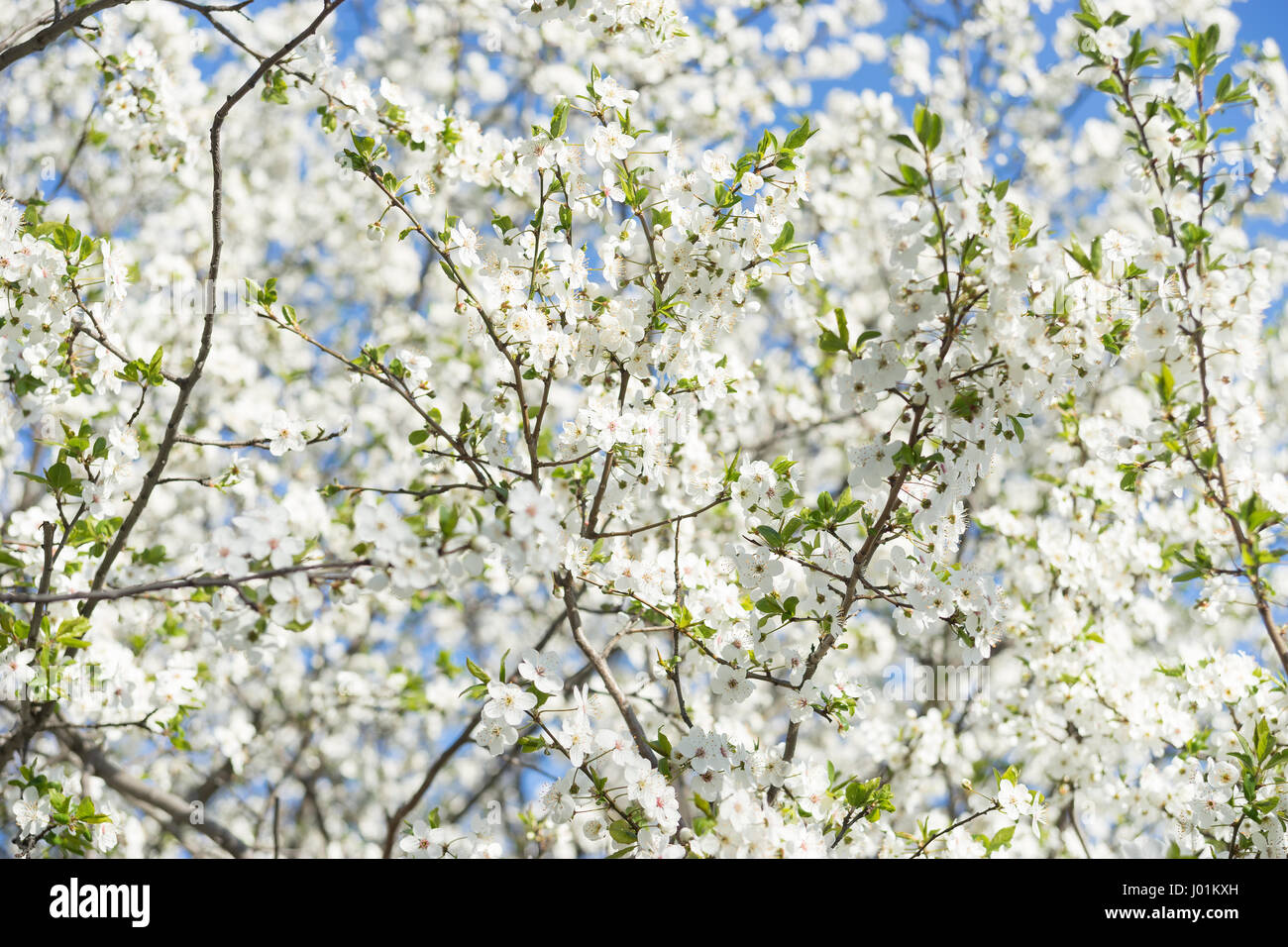 Branches of blossoming tree Stock Photo - Alamy