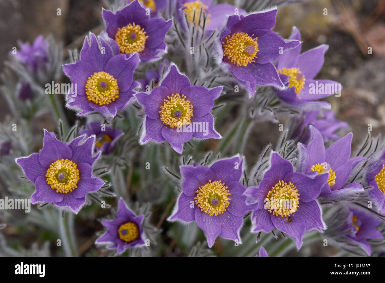 Cluster of blooming pasque flowers Pulsatilla halleri Stock Photo - Alamy