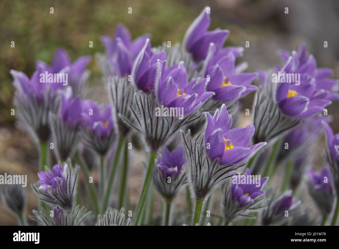 Cluster of blooming pasque flowers Pulsatilla halleri Stock Photo - Alamy