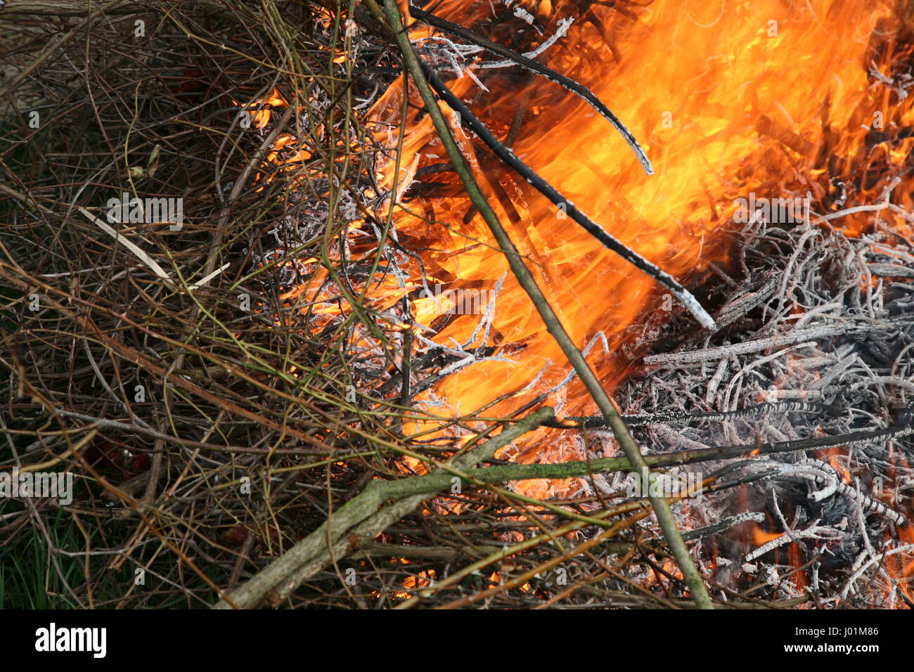 Rising bush hi-res stock photography and images - Alamy