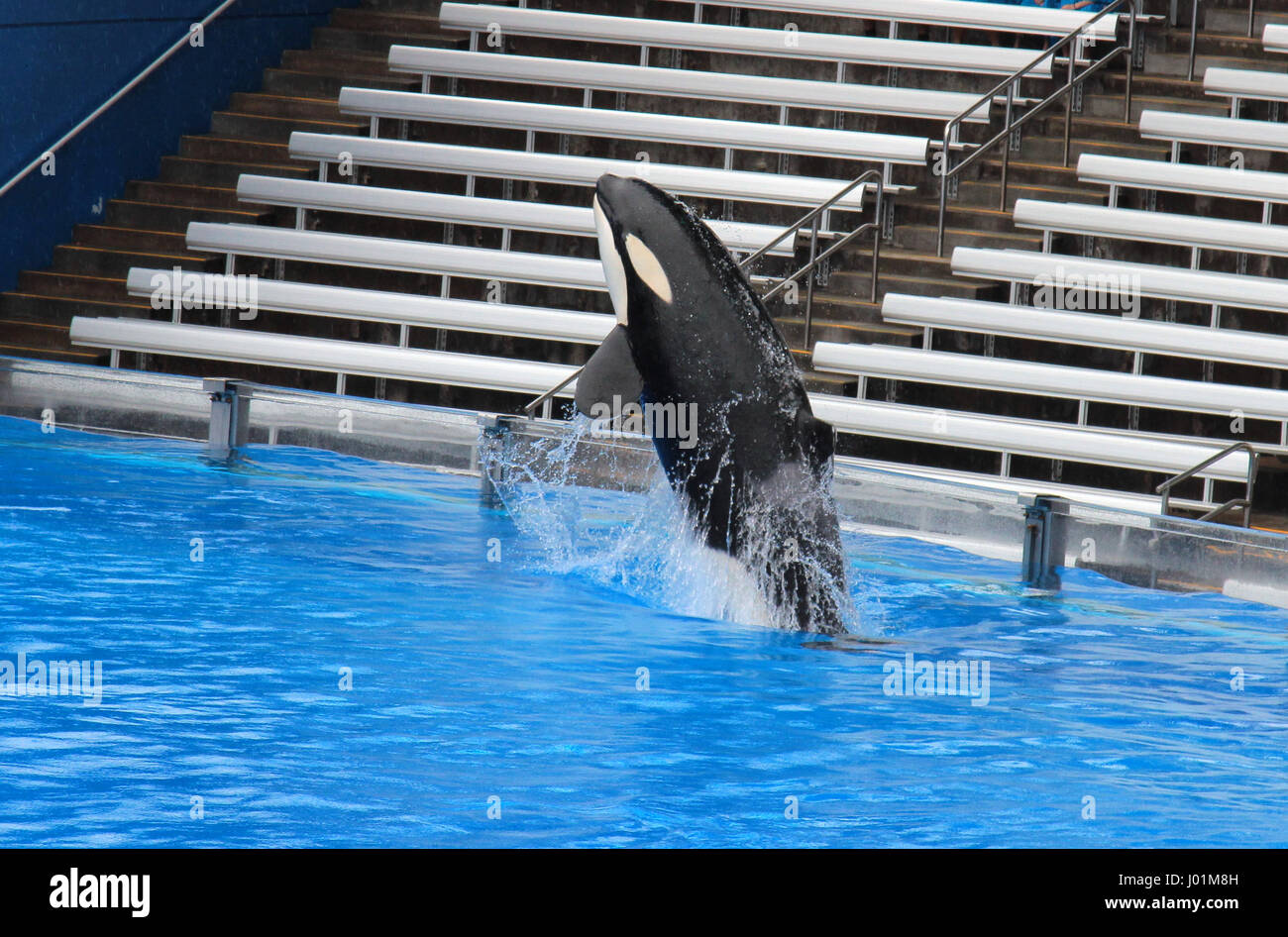 Orca or killer whale performance at Seaworld Orlanda Stock Photo - Alamy
