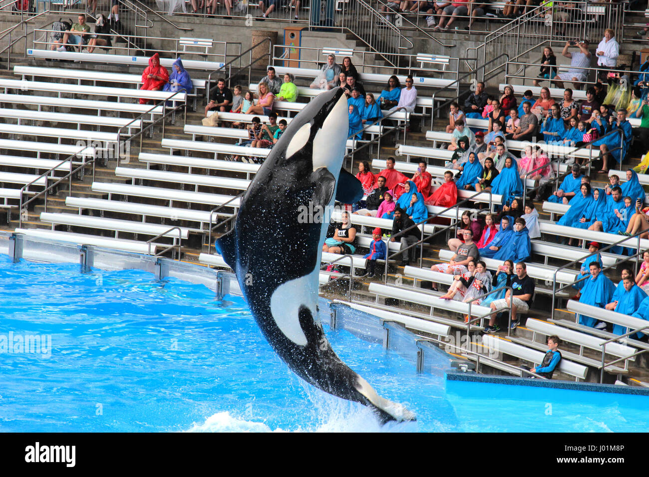 Orca or killer whale performance at Seaworld Orlanda Stock Photo - Alamy