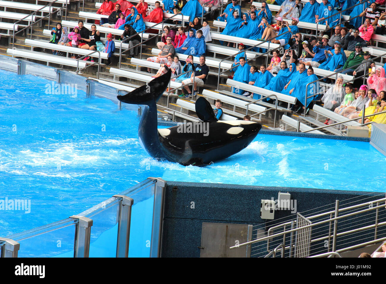 Seaworld orlando hi-res stock photography and images - Alamy