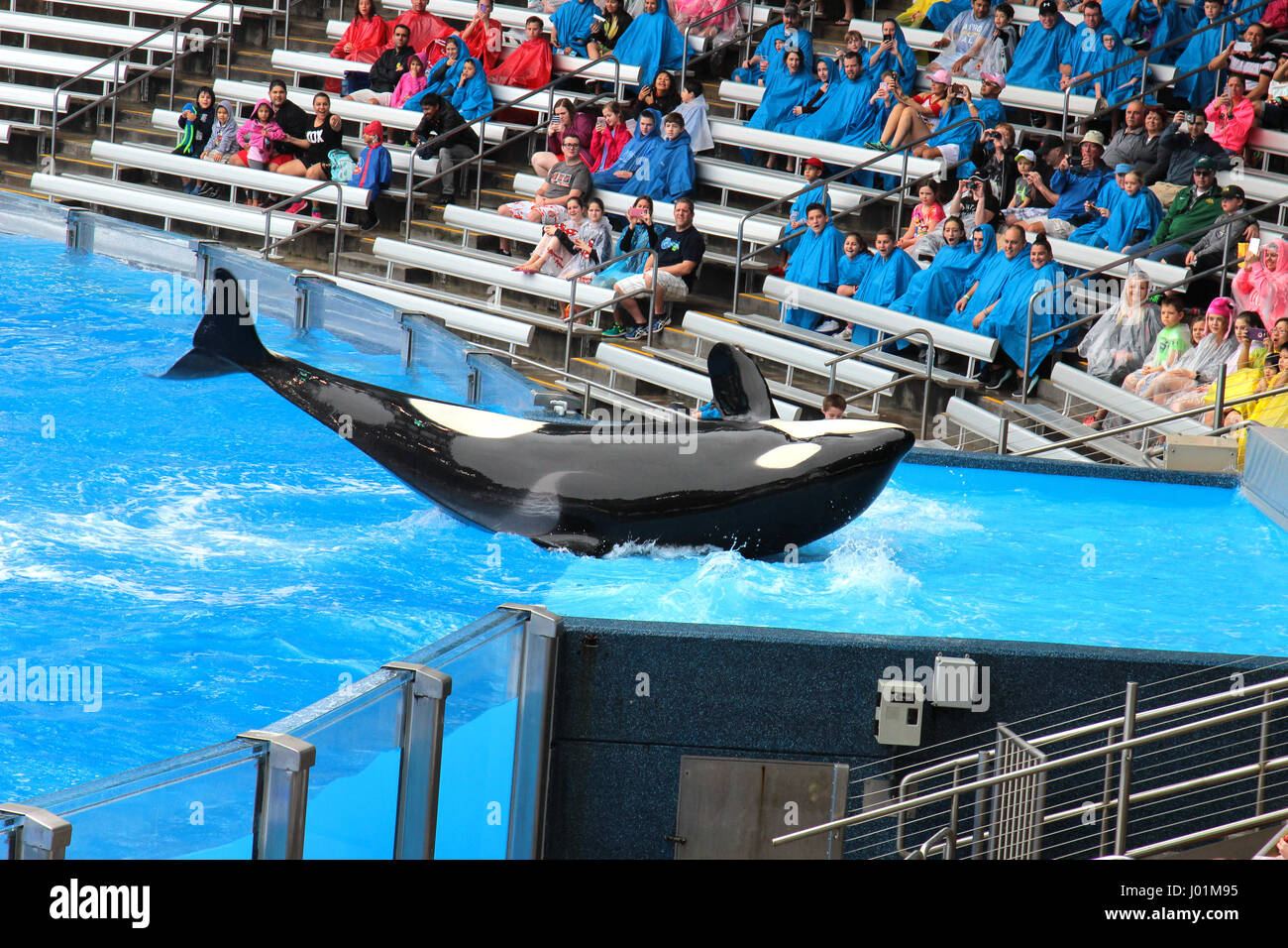Orca or killer whale performance at Seaworld Orlanda Stock Photo - Alamy