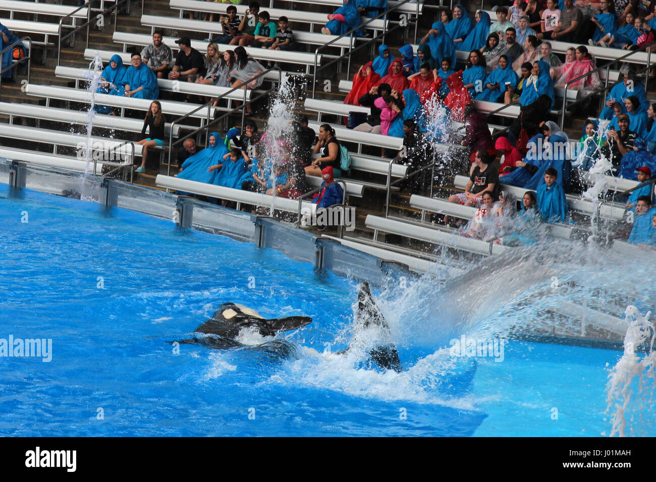 Orca or killer whale performance at Seaworld Orlanda Stock Photo - Alamy
