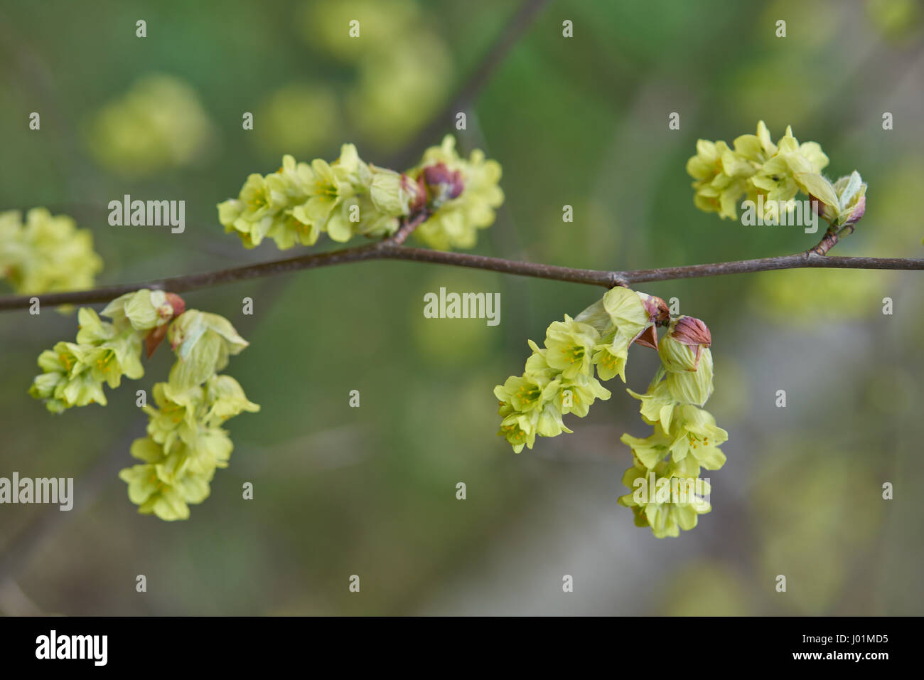 Corylopsis sinensis flowers hi-res stock photography and images - Alamy