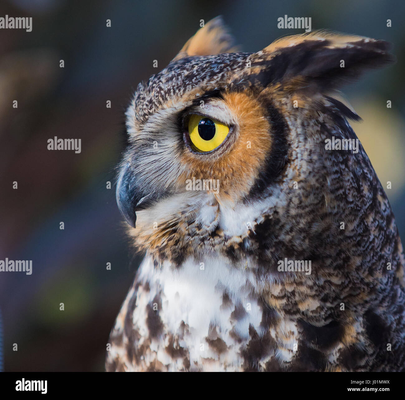 Majestic great horned owl hi-res stock photography and images - Alamy