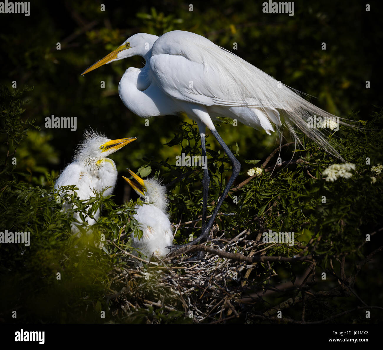 Mother Egret and babies Stock Photo - Alamy