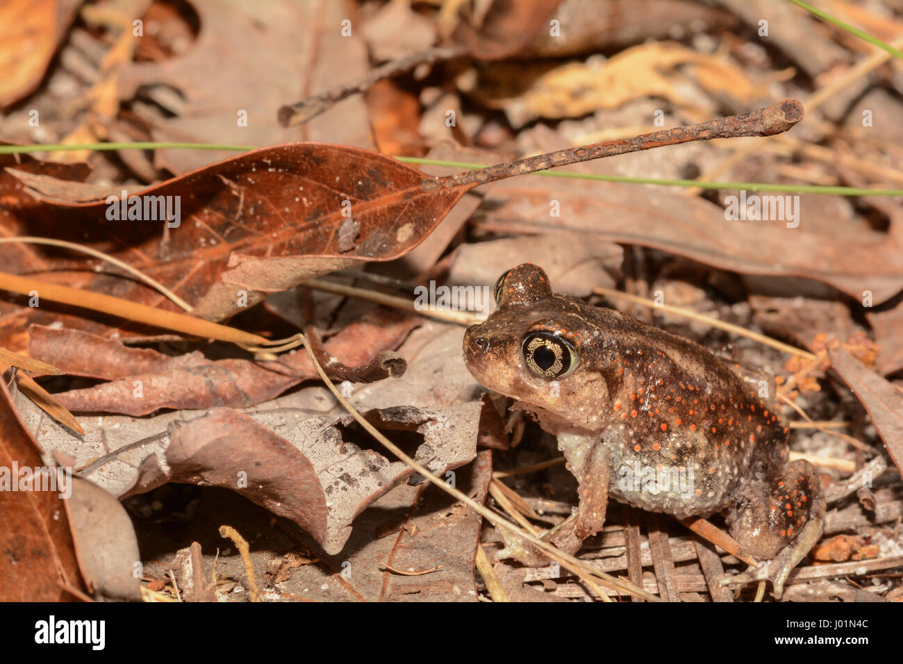 Eastern Spadefoot Toad Stock Photo - Alamy