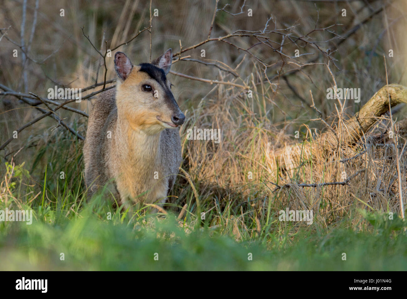 Reeves muntjac deer uk hi-res stock photography and images - Alamy