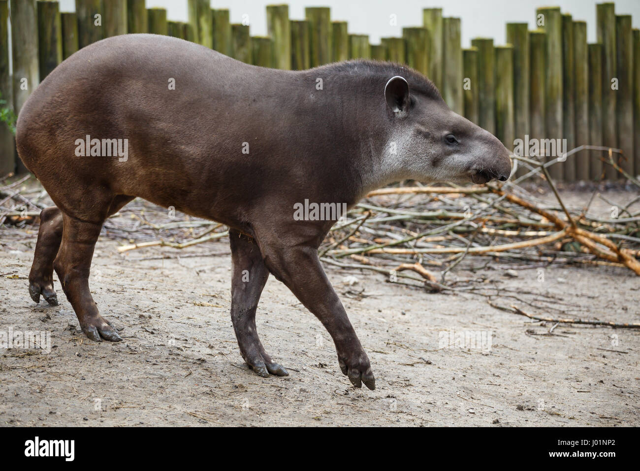 Portrait of south American tapir (Tapirus terrestris Stock Photo - Alamy