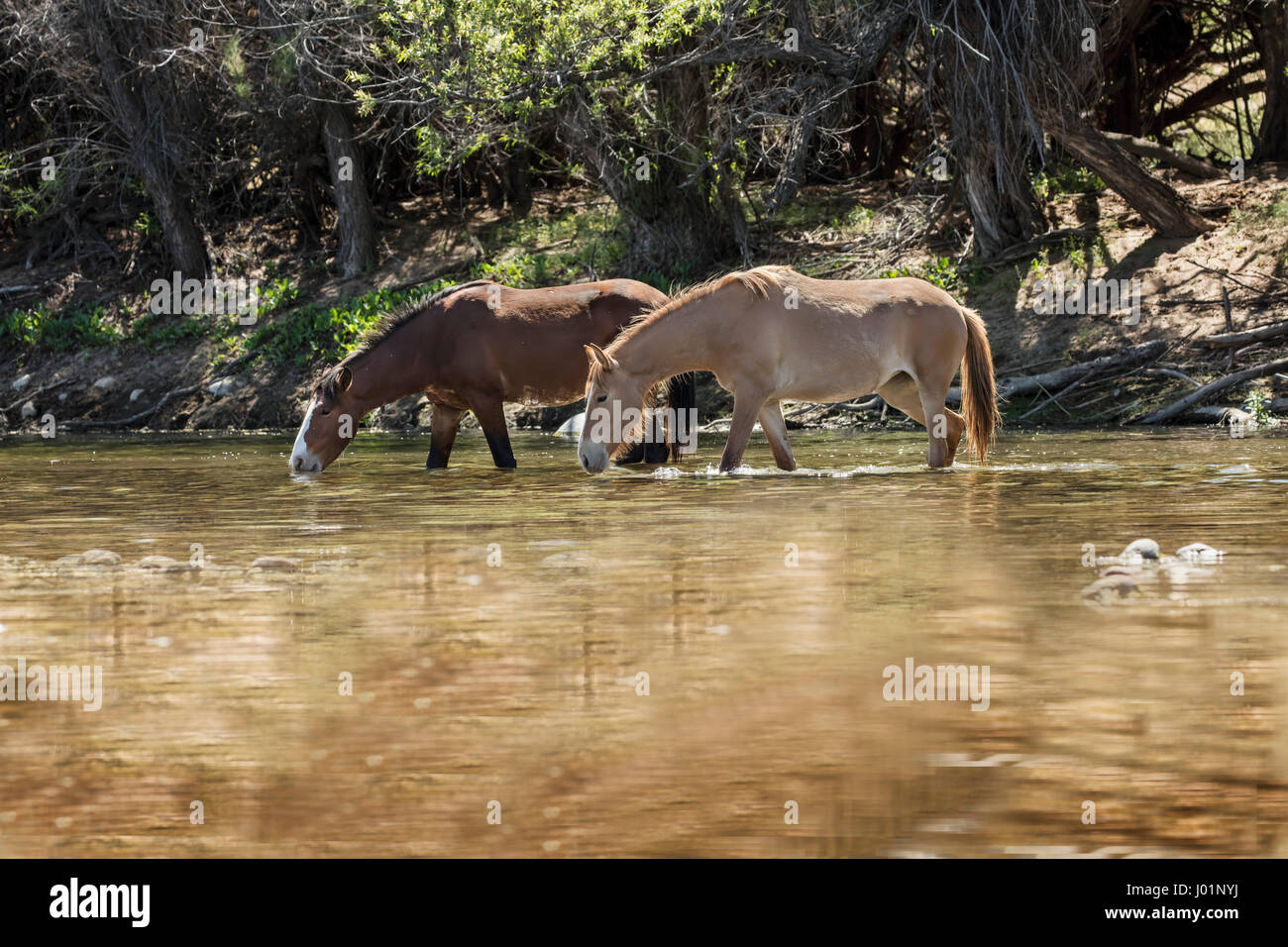 Wild Horses along the Lower Salt River near Mesa, Arizona, USA Stock ...