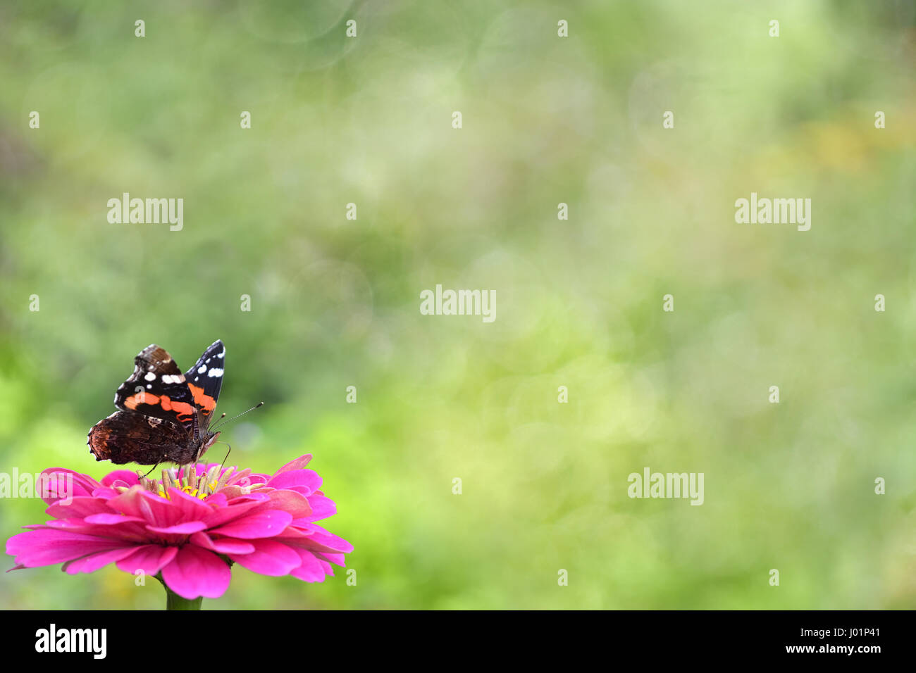 Summer green background with butterfly Stock Photo - Alamy