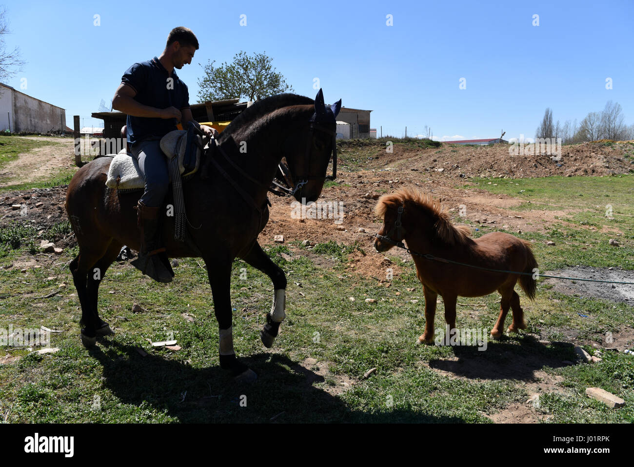 Man rides pony hi-res stock photography and images - Alamy
