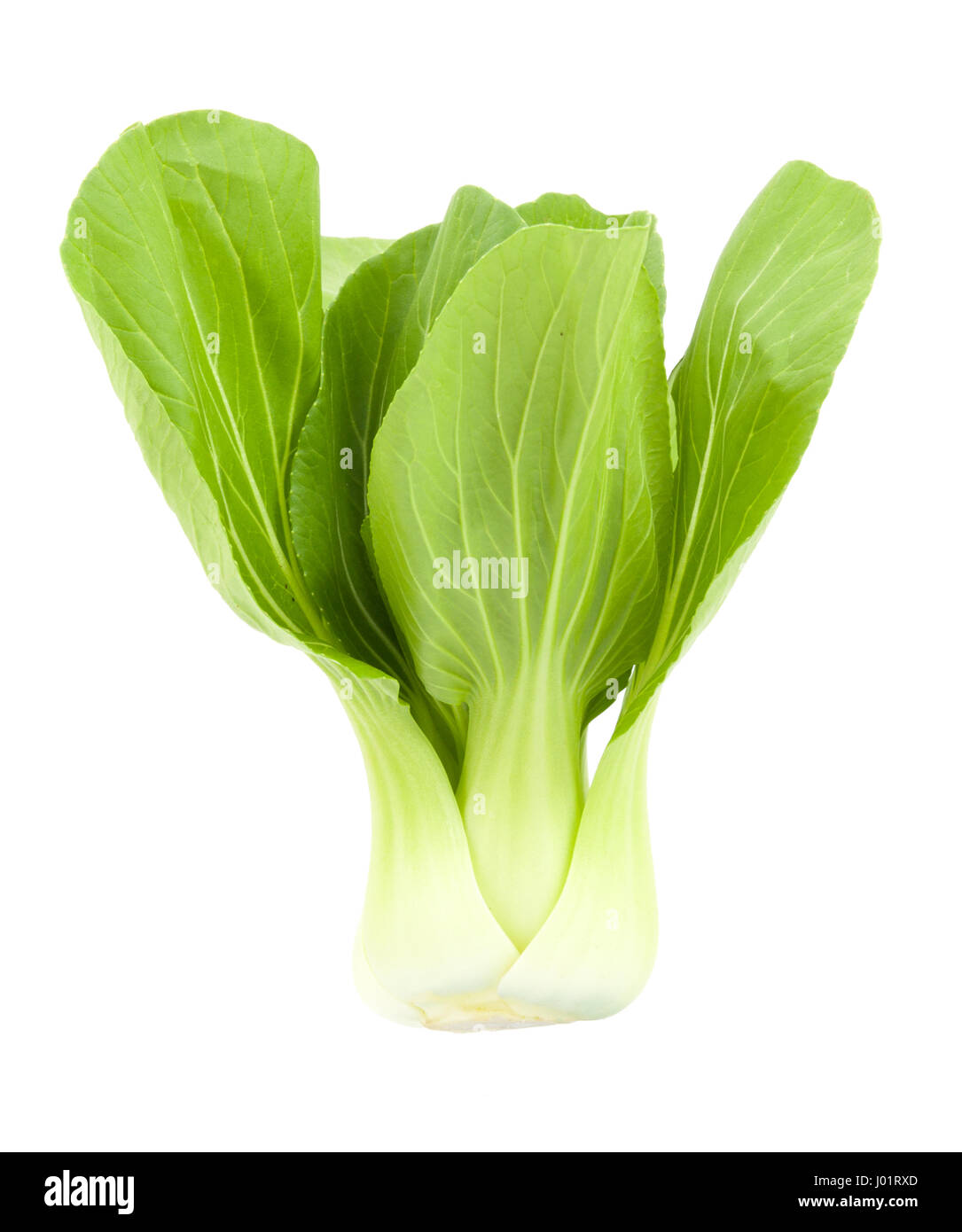 Baby Pak Choy (Chinese Cabbage) on white Stock Photo - Alamy
