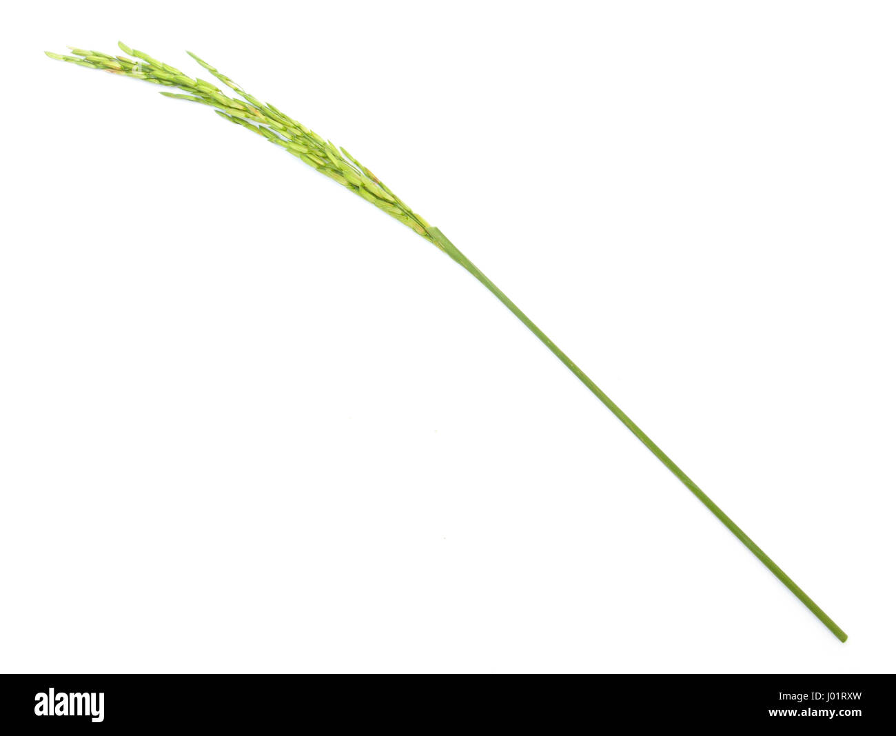 Spring bread barley spike Cut Out Stock Images & Pictures - Alamy