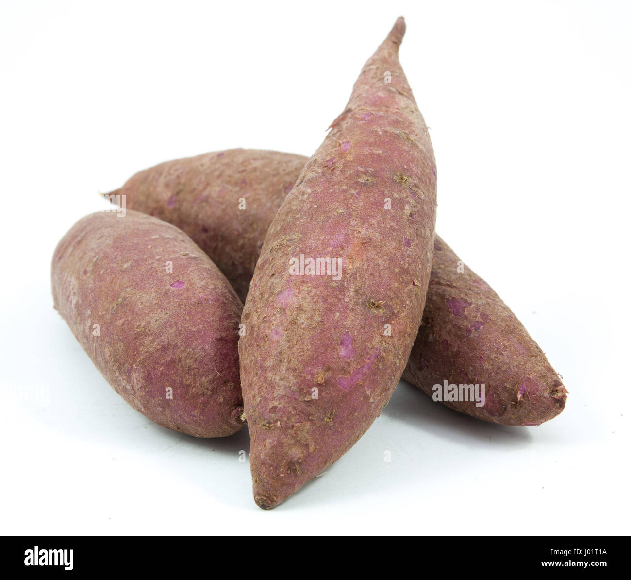 tapioca plants cassava closeup isolated on white background Stock Photo ...
