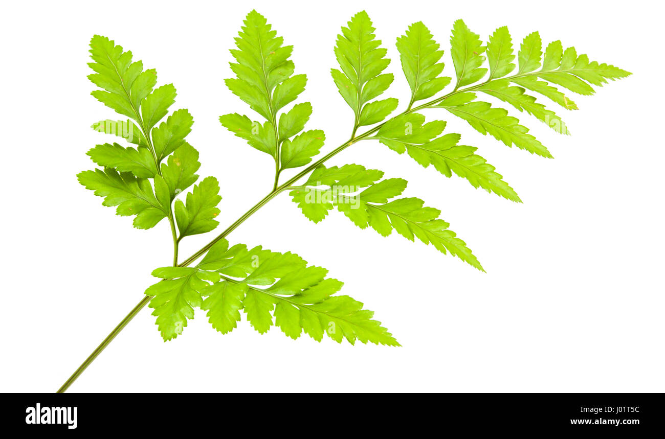 fern isolated on white background Stock Photo - Alamy