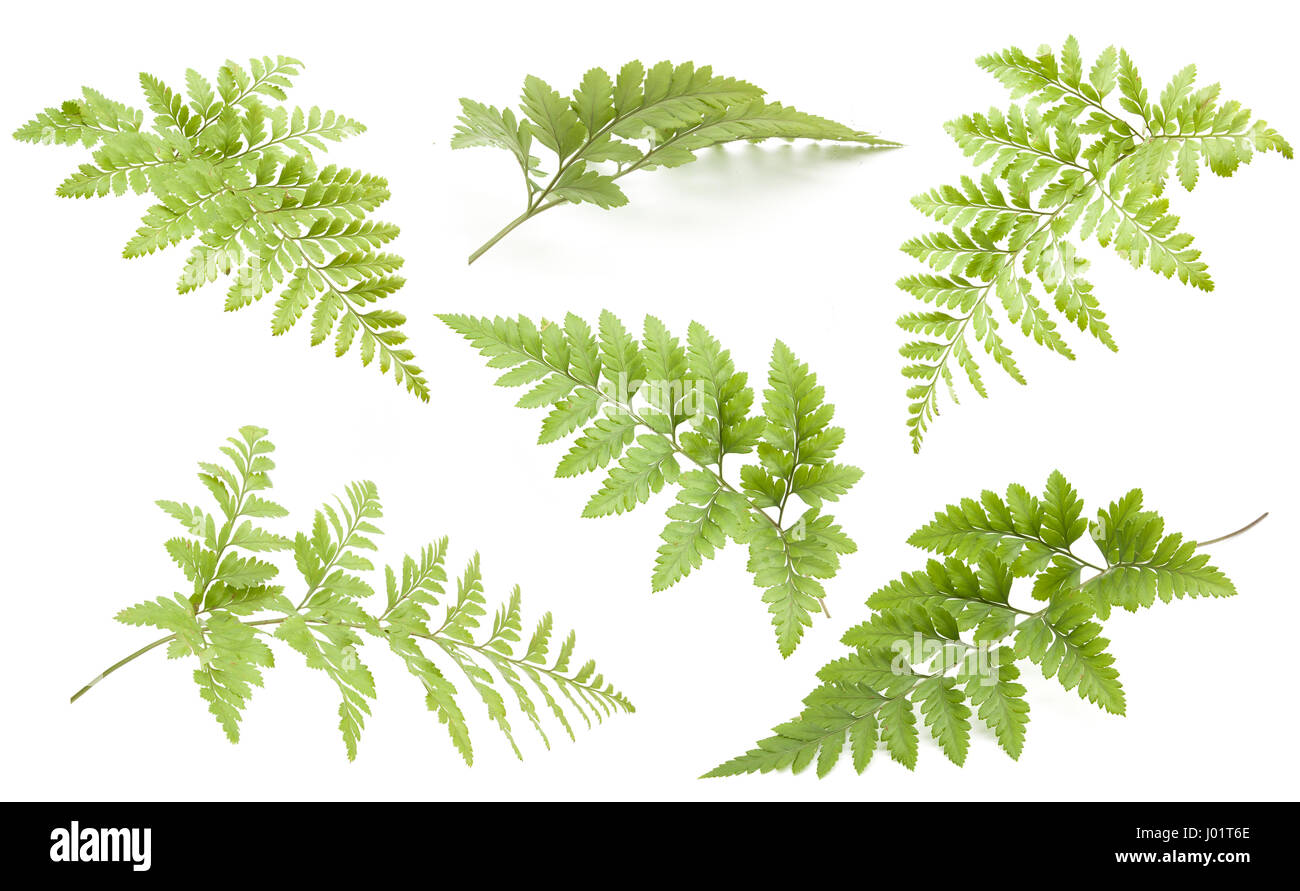beautiful collection fern isolated on white background Stock Photo - Alamy