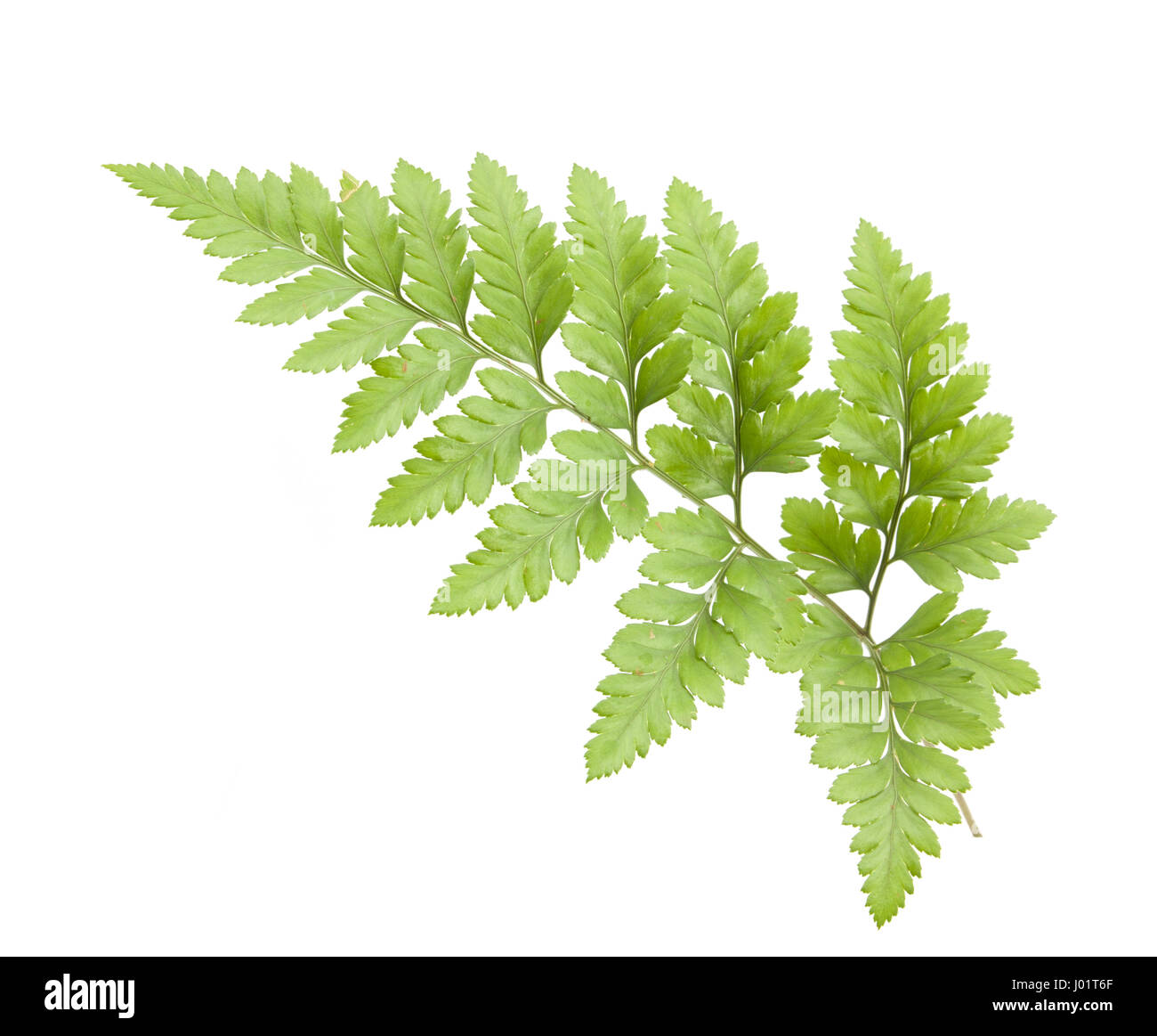 fern isolated on white background Stock Photo - Alamy